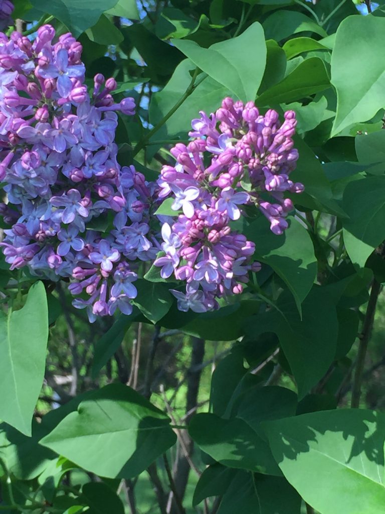 The 10-Day Mackinac Island Lilac Festival Inspires Special Murdick's ...